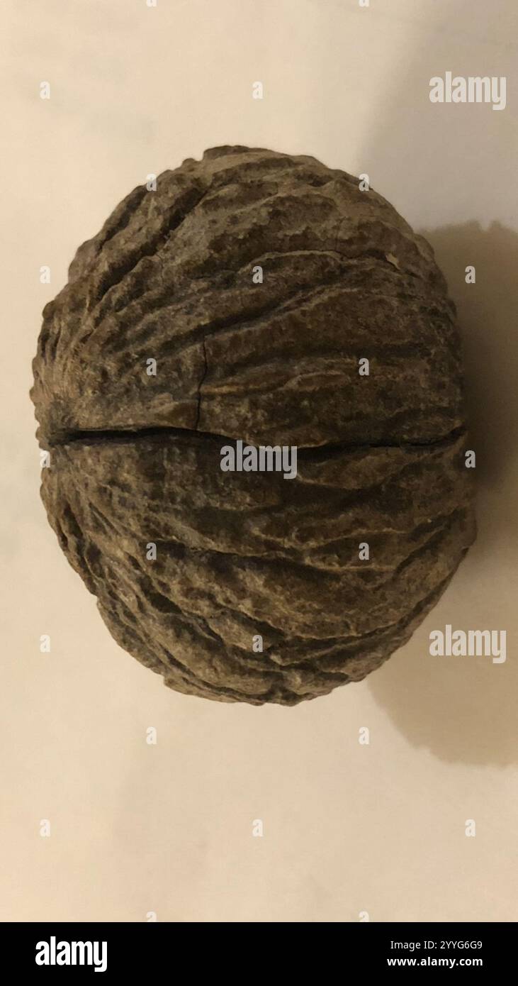 Persian walnut (Juglans regia Stock Photo - Alamy