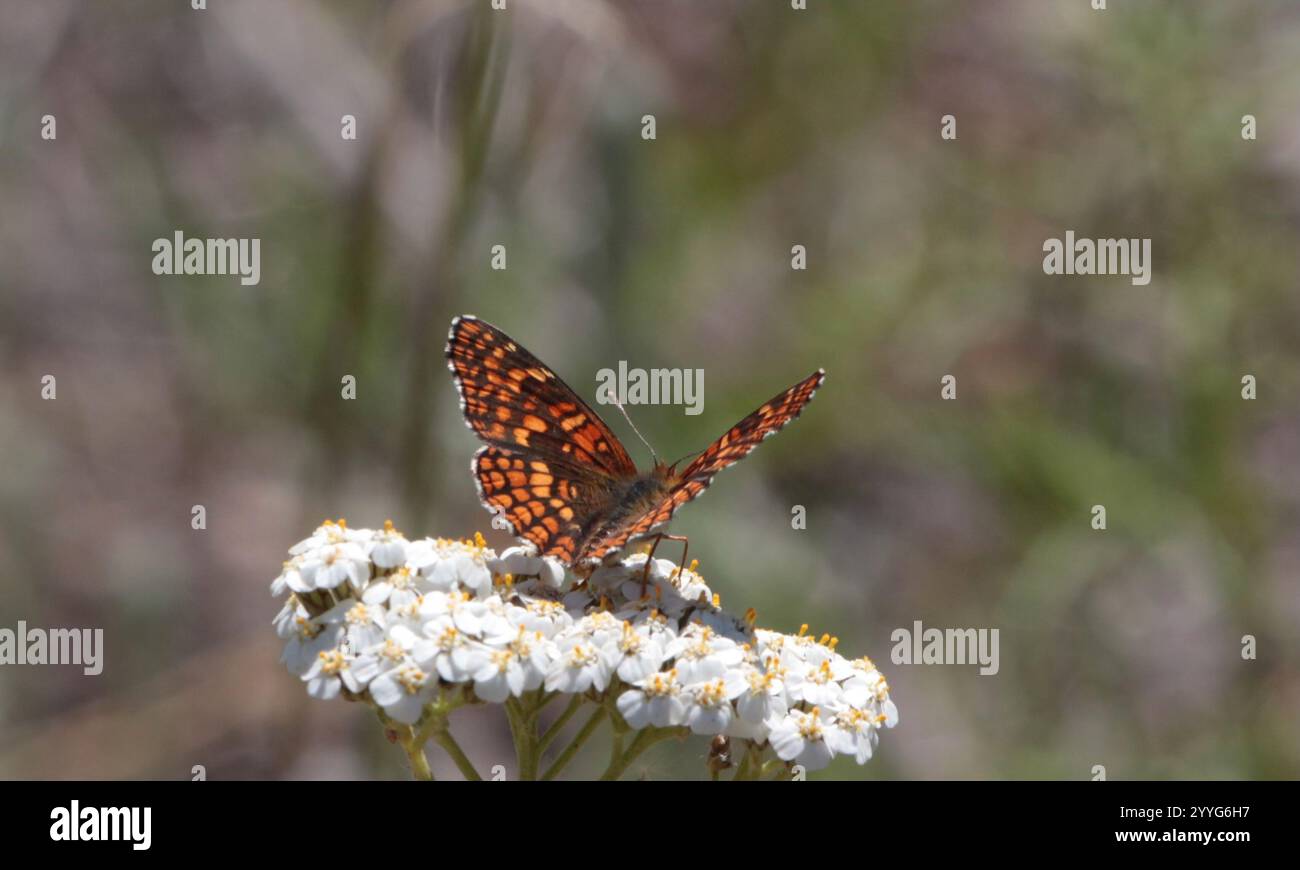 Northern Checkerspot (Chlosyne palla Stock Photo - Alamy