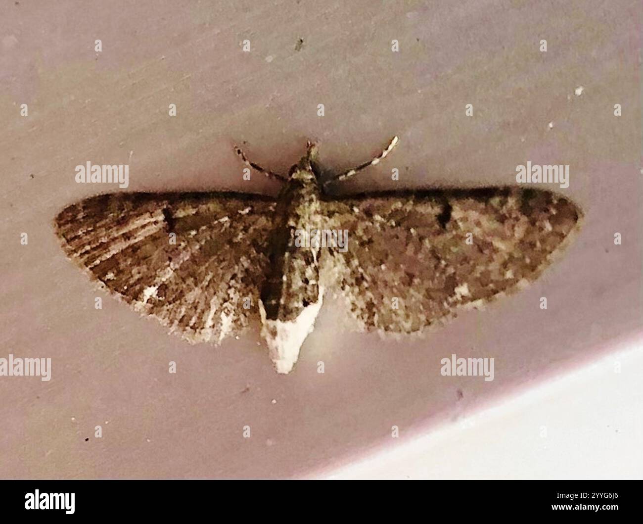 Common eupithecia hi-res stock photography and images - Alamy