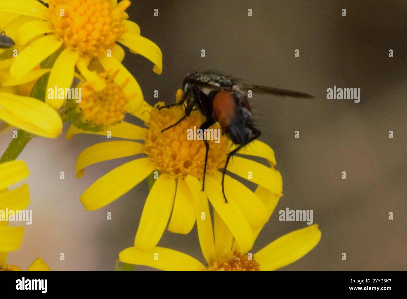 Red Spotted Parasite Fly (Eriothrix rufomaculata Stock Photo - Alamy