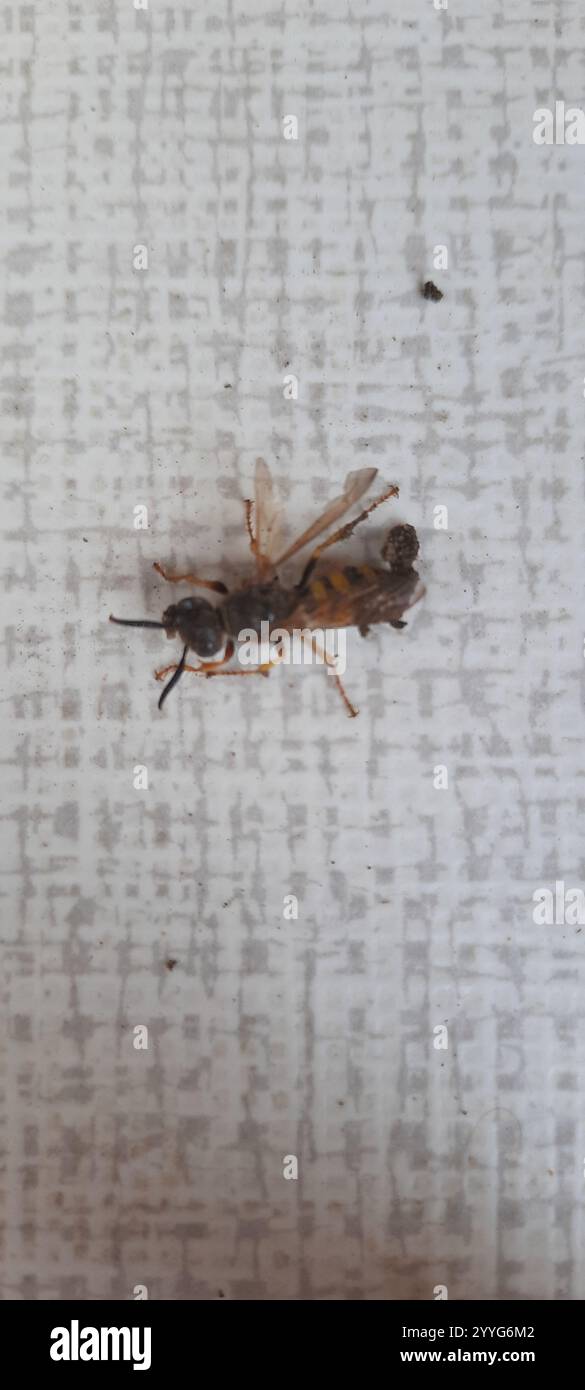 Square-headed Wasps, Sand Wasps, and Allies (Crabronidae Stock Photo ...