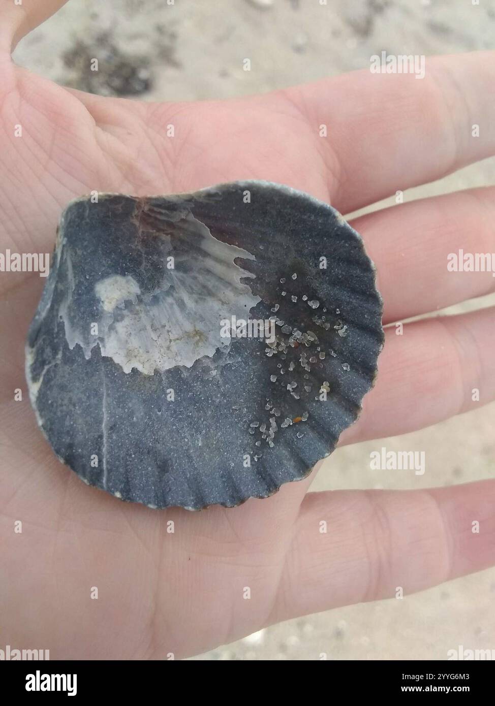 Atlantic Bay Scallop (Argopecten irradians Stock Photo - Alamy