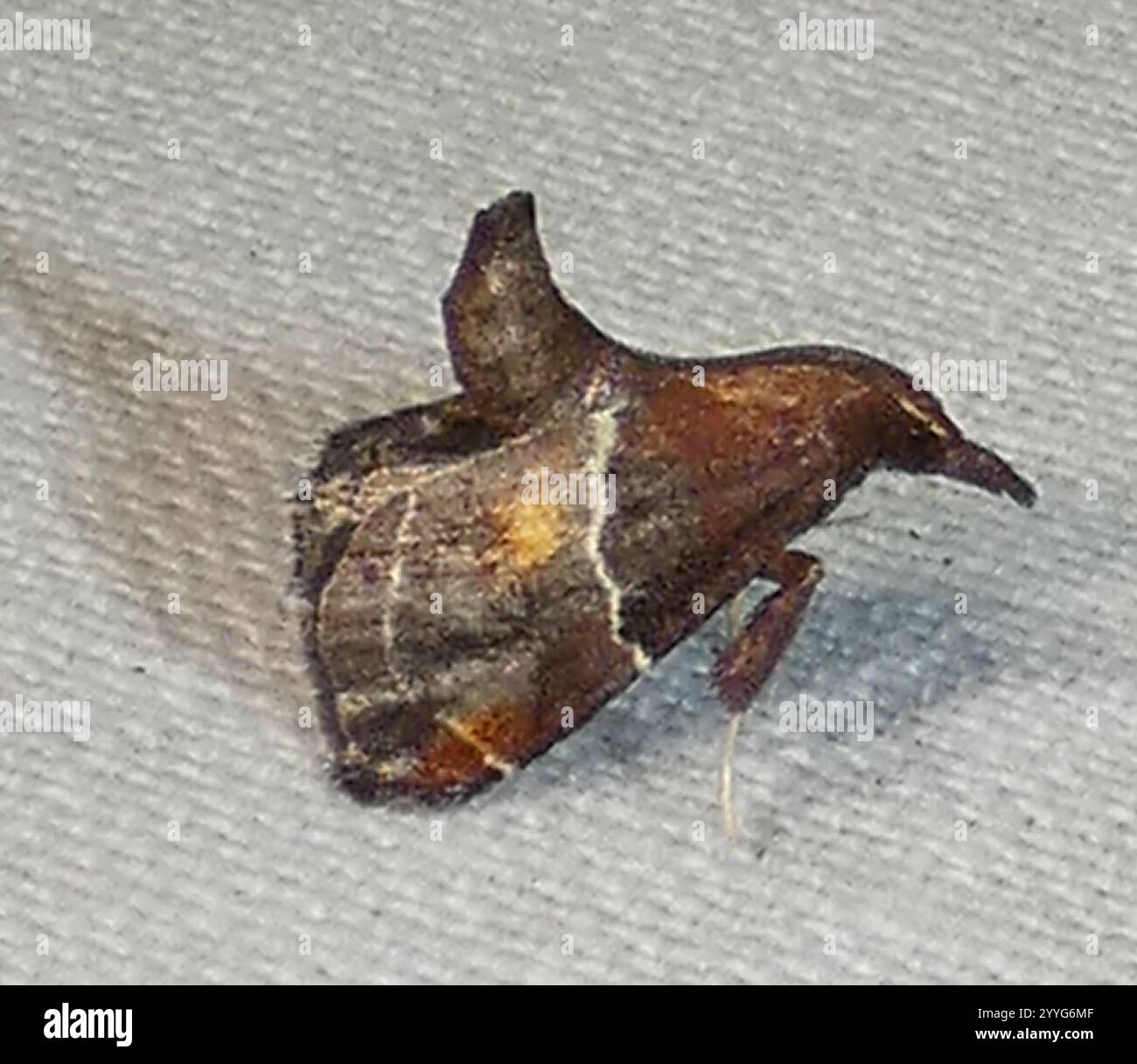 Long-snouted Penthesilea Moth (Penthesilea sacculalis Stock Photo - Alamy