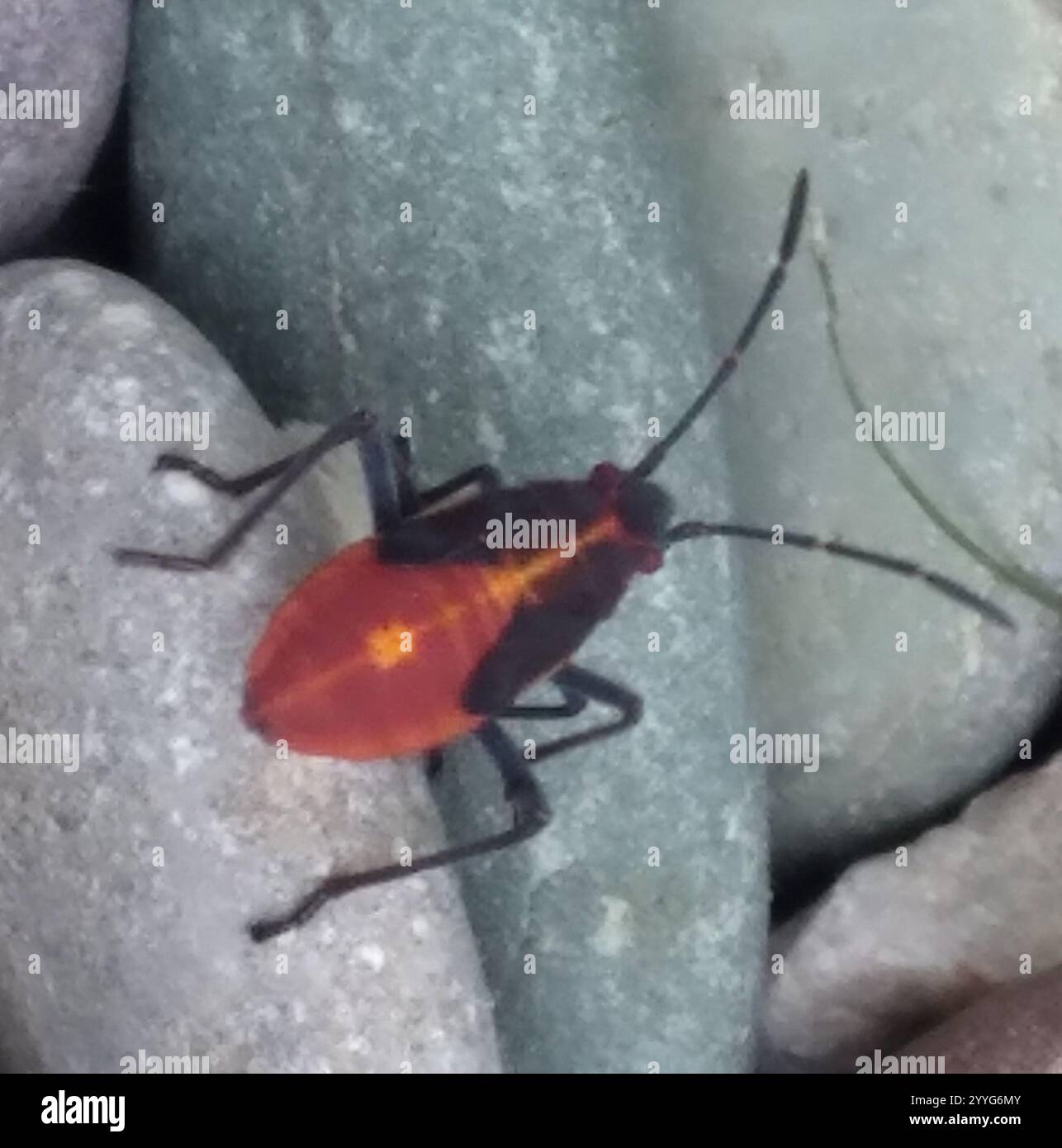 Eastern Boxelder Bug (Boisea trivittata Stock Photo - Alamy