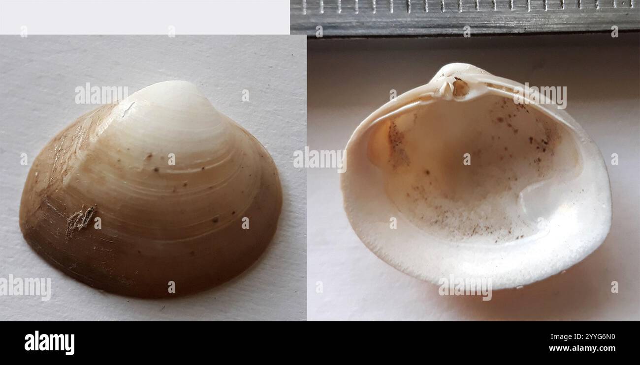 Atlantic Rangia (Rangia cuneata Stock Photo - Alamy