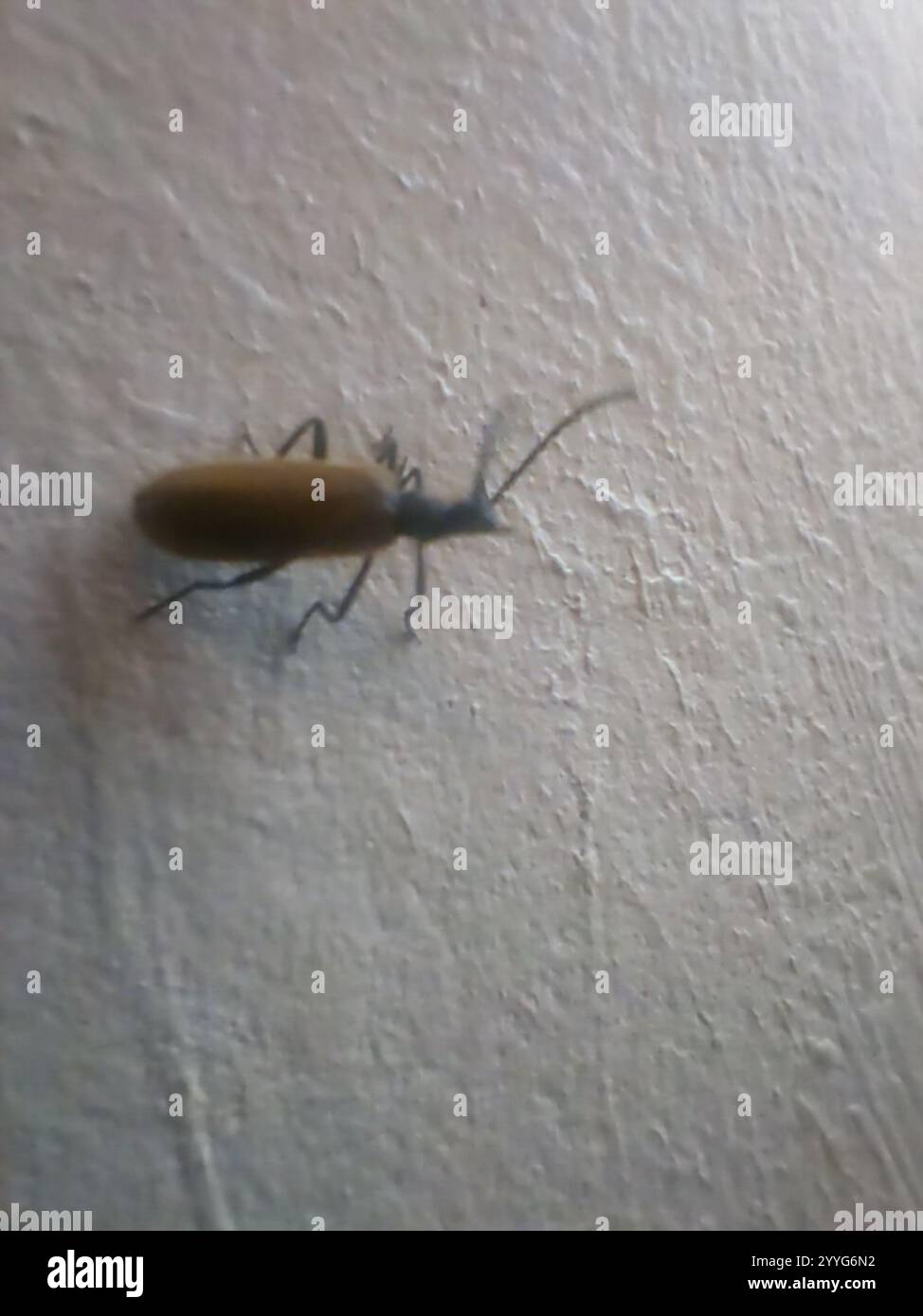 Rough-haired Lagria Beetle (Lagria hirta Stock Photo - Alamy