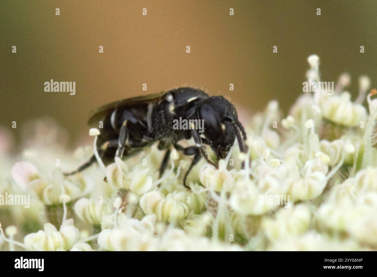 White-jawed Yellow-face Bee (Hylaeus confusus Stock Photo - Alamy