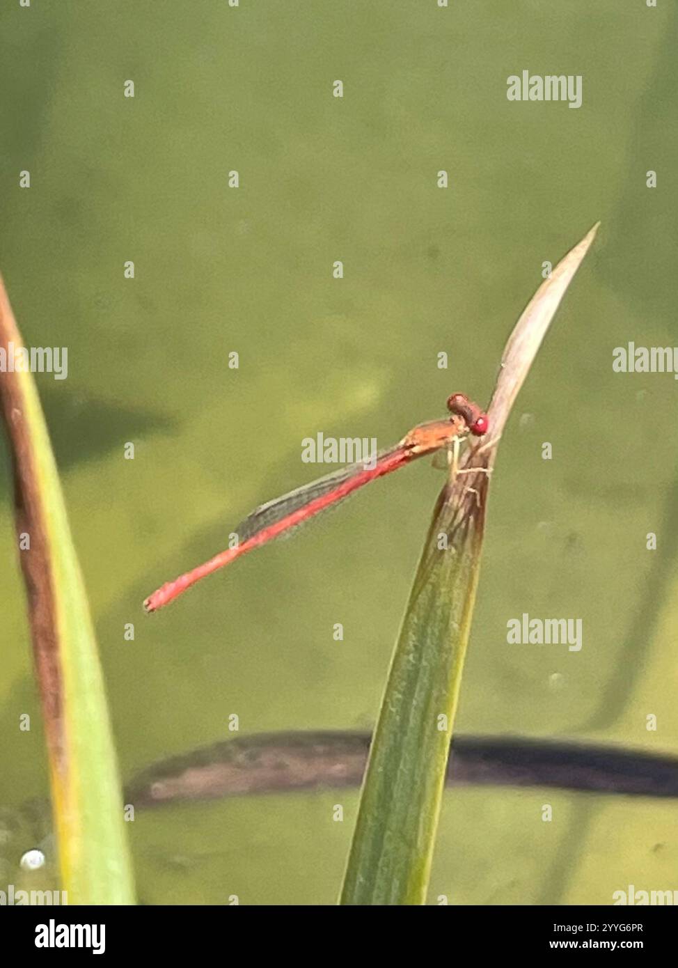 Telebasis hi-res stock photography and images - Alamy