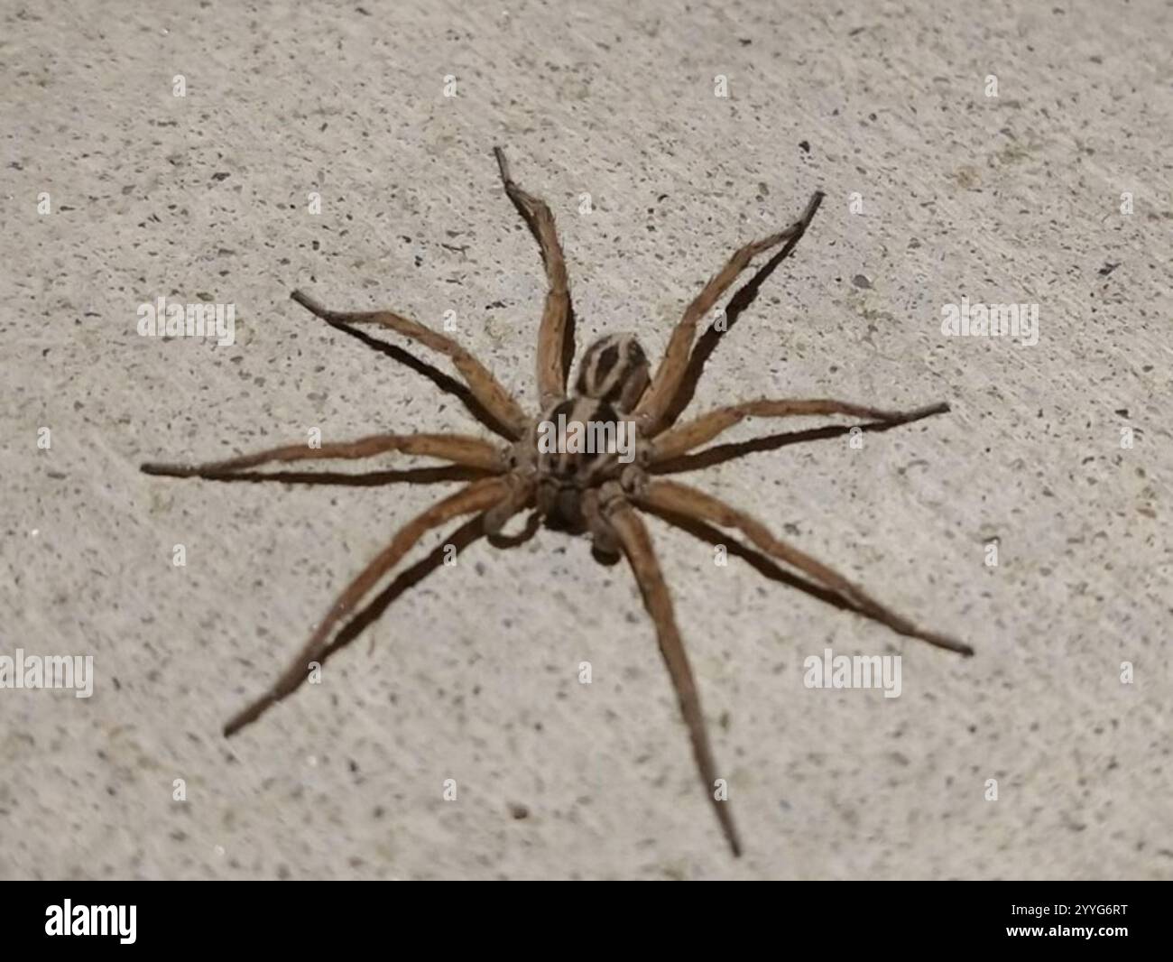 McCook's Split Wolf Spider (Schizocosa mccooki Stock Photo - Alamy
