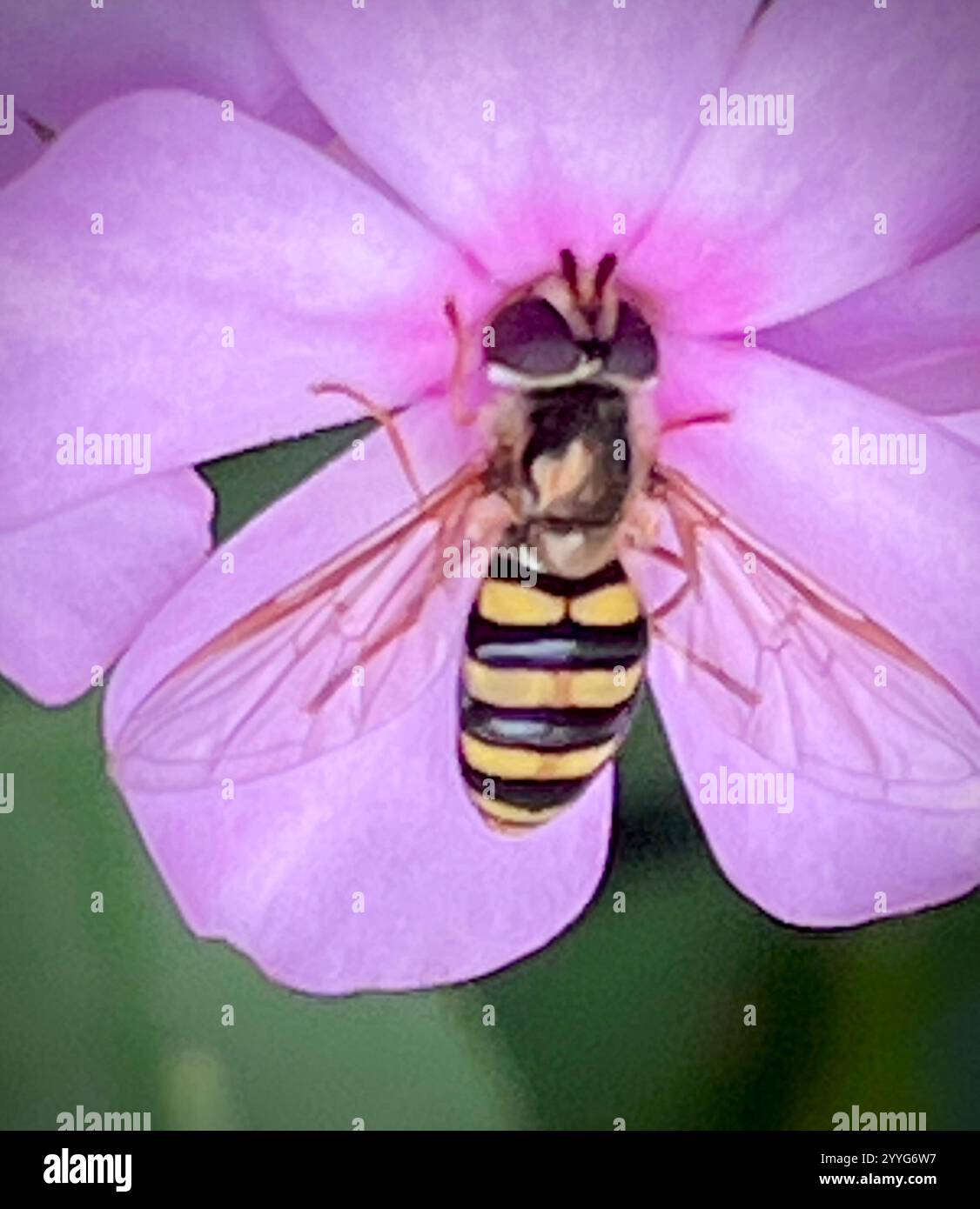 Long-tailed Aphideater Complex (Eupeodes americanus Stock Photo - Alamy