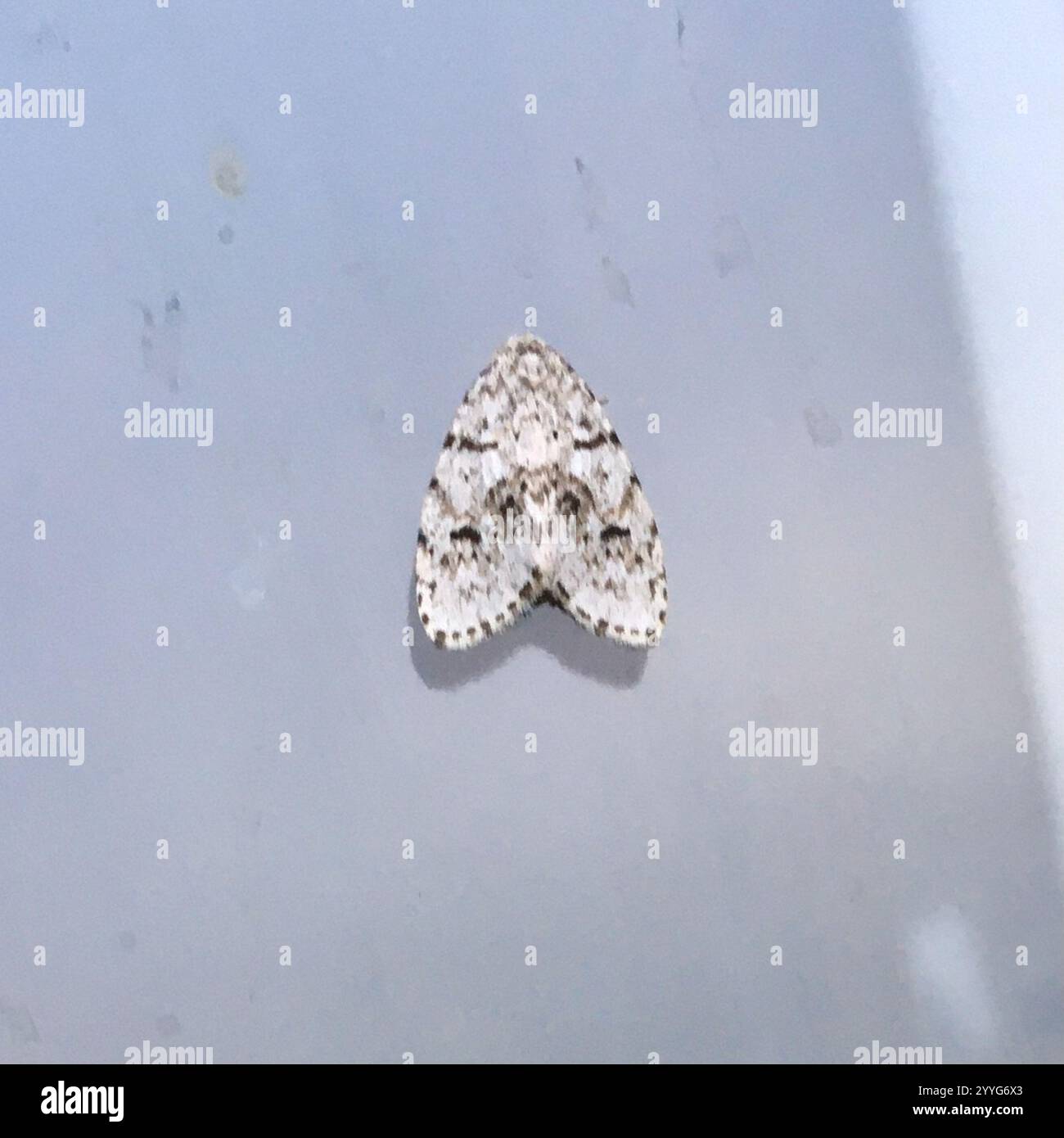 Little Shaded Lichen Moth (Clemensia umbrata Stock Photo - Alamy