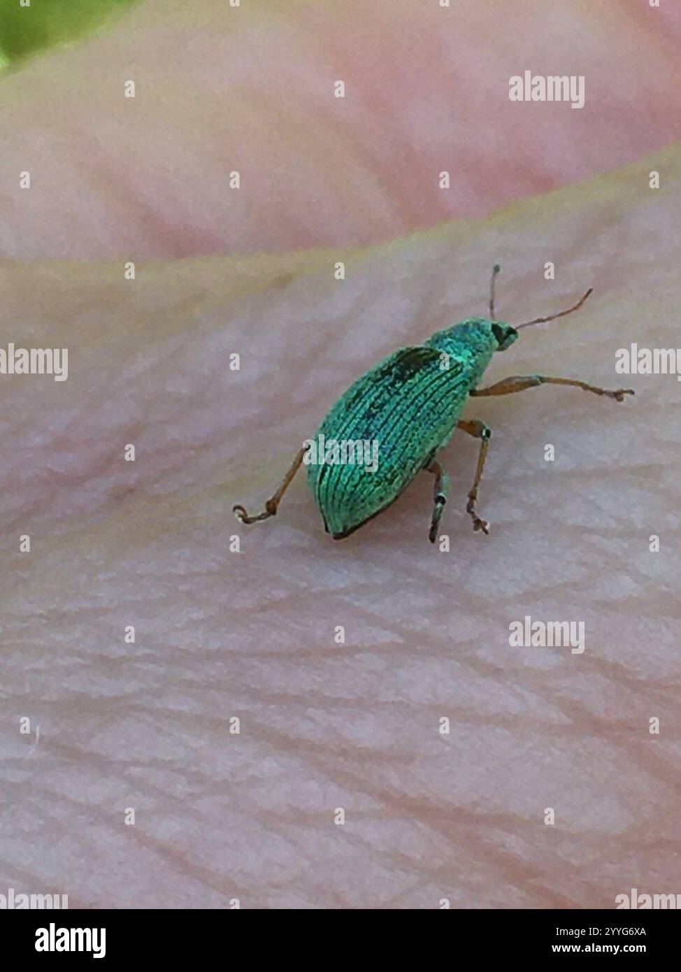 Green Immigrant Leaf Weevil (Polydrusus formosus Stock Photo - Alamy