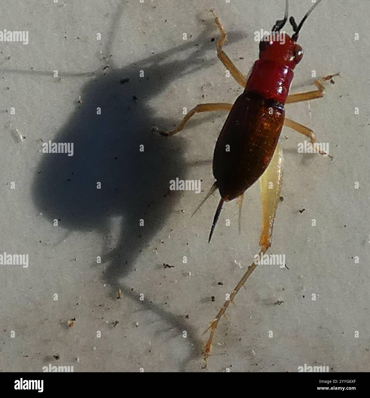 Red-headed Bush Cricket (Phyllopalpus pulchellus Stock Photo - Alamy