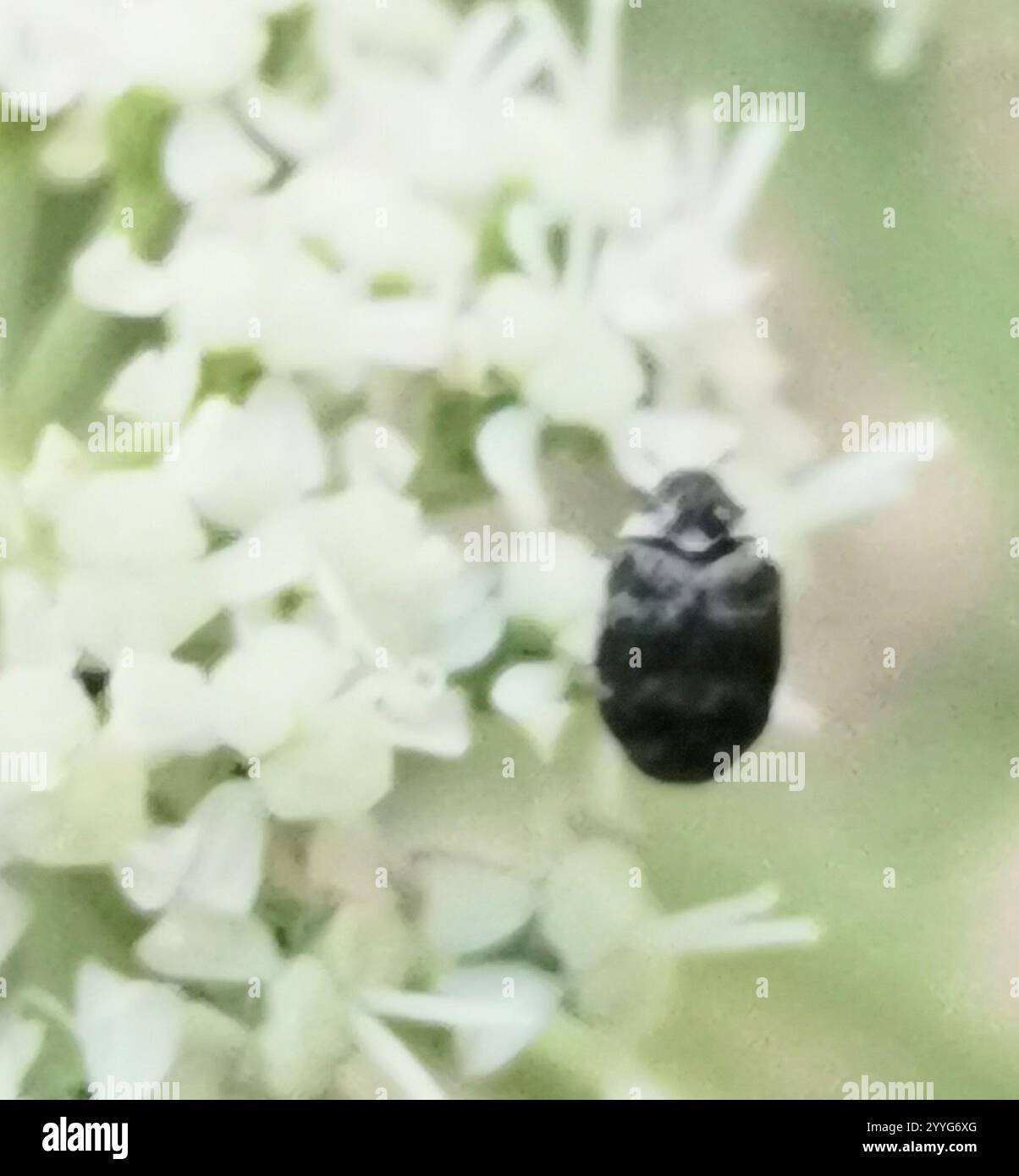 Museum Beetle (Anthrenus museorum Stock Photo - Alamy