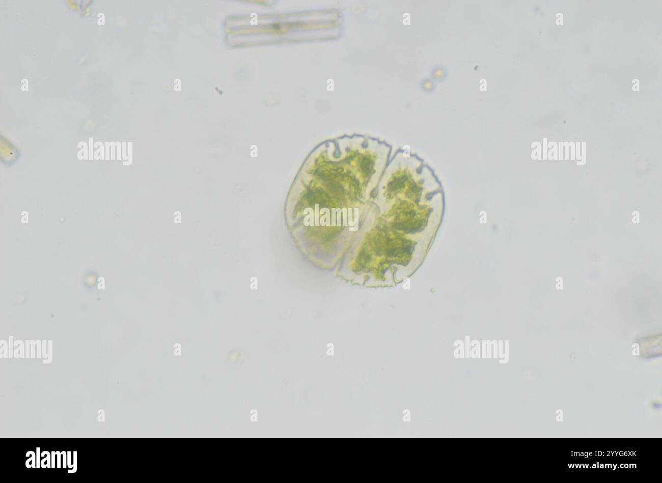 Micrasterias hi-res stock photography and images - Alamy