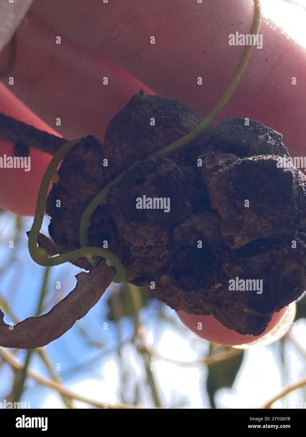 laurel dodder (Cassytha filiformis Stock Photo - Alamy