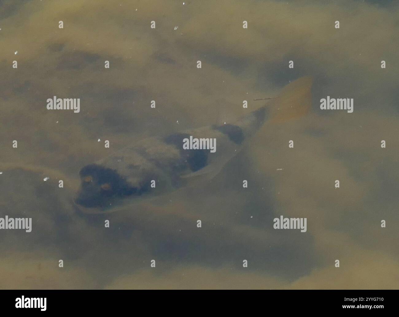 Banded Toadfish (Marilyna pleurosticta Stock Photo - Alamy