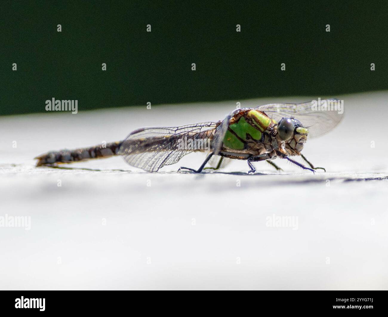 Ophiogomphus colubrinus hi-res stock photography and images - Alamy
