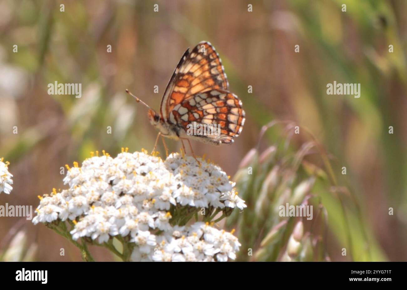 Northern Checkerspot (Chlosyne palla Stock Photo - Alamy