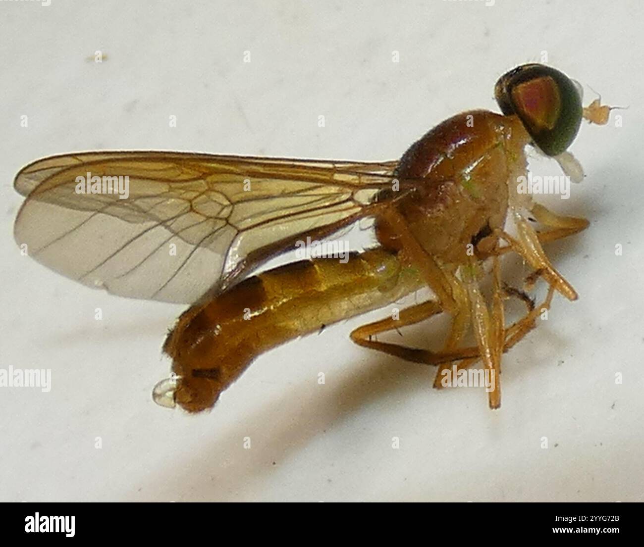 Compost Fly (Ptecticus trivittatus Stock Photo - Alamy