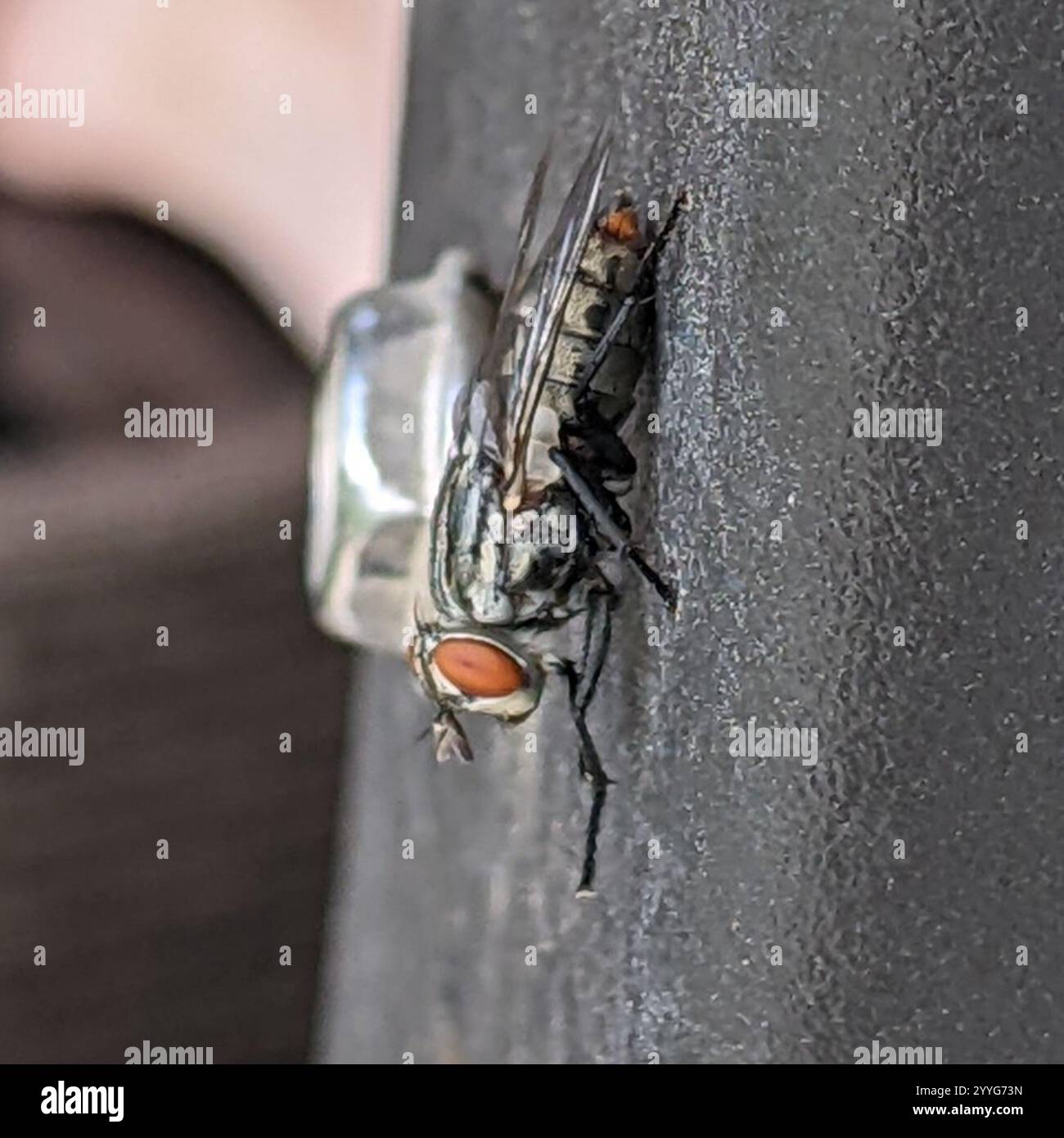Common Flesh Flies (Sarcophaga Stock Photo - Alamy