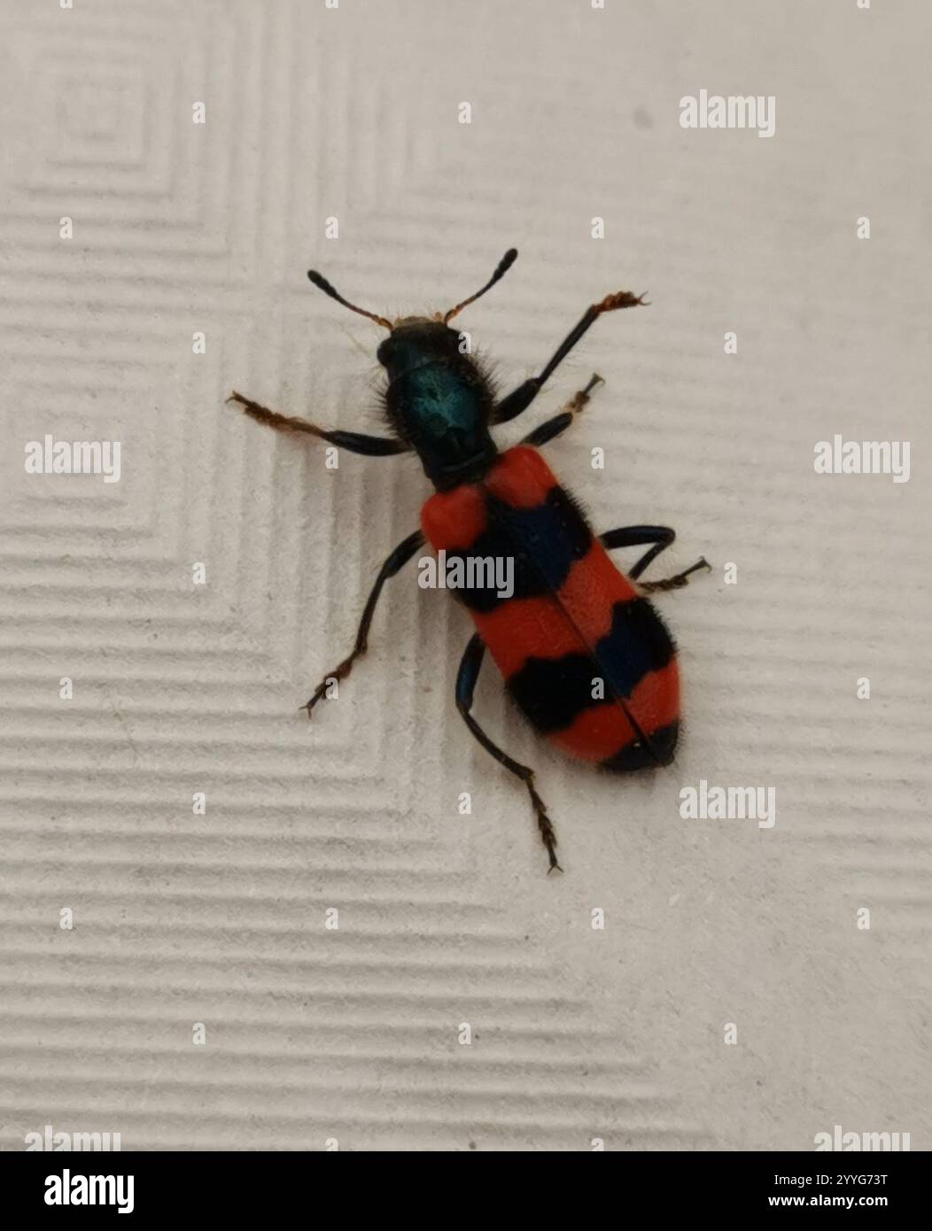 Bee-eating Beetle (Trichodes apiarius Stock Photo - Alamy