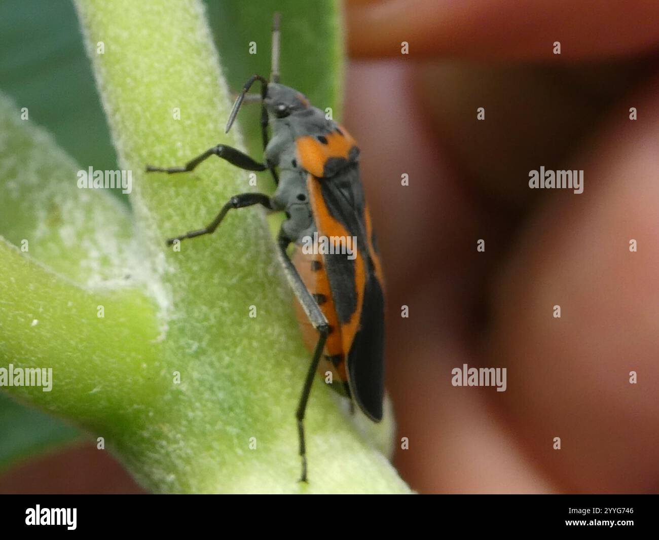 Small Milkweed Bug (Lygaeus kalmii Stock Photo - Alamy
