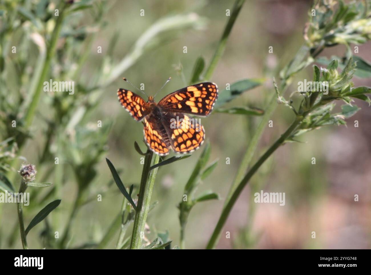 Northern Checkerspot (Chlosyne palla Stock Photo - Alamy