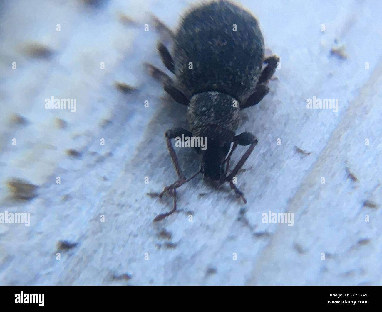Strawberry Root Weevil (Sciaphilus asperatus Stock Photo - Alamy