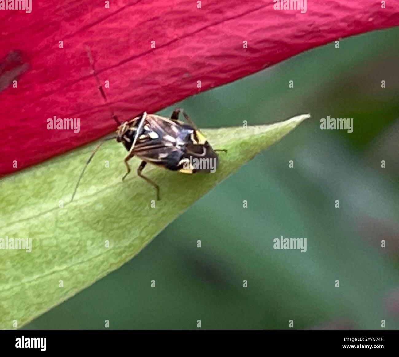 North American Tarnished Plant Bug (Lygus lineolaris Stock Photo - Alamy