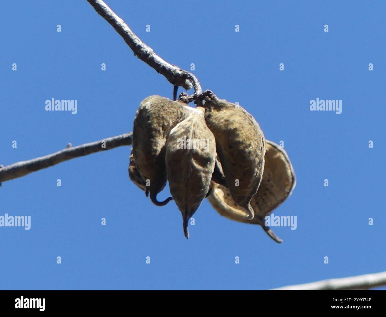 African Star-Chestnut (Sterculia africana Stock Photo - Alamy