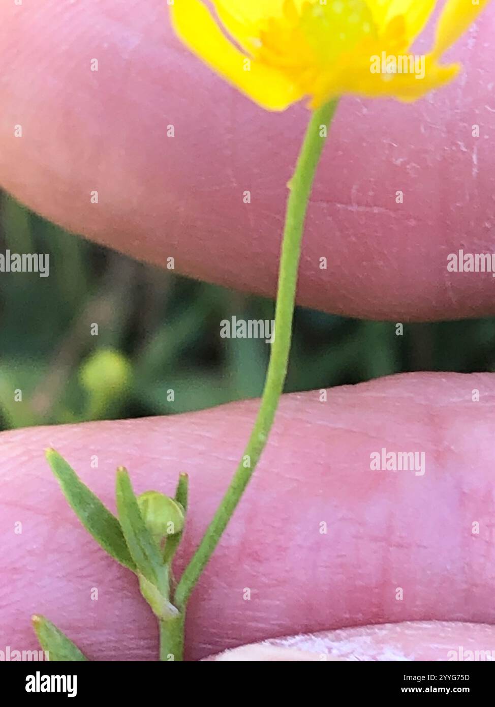 Lesser Spearwort (Ranunculus flammula Stock Photo - Alamy