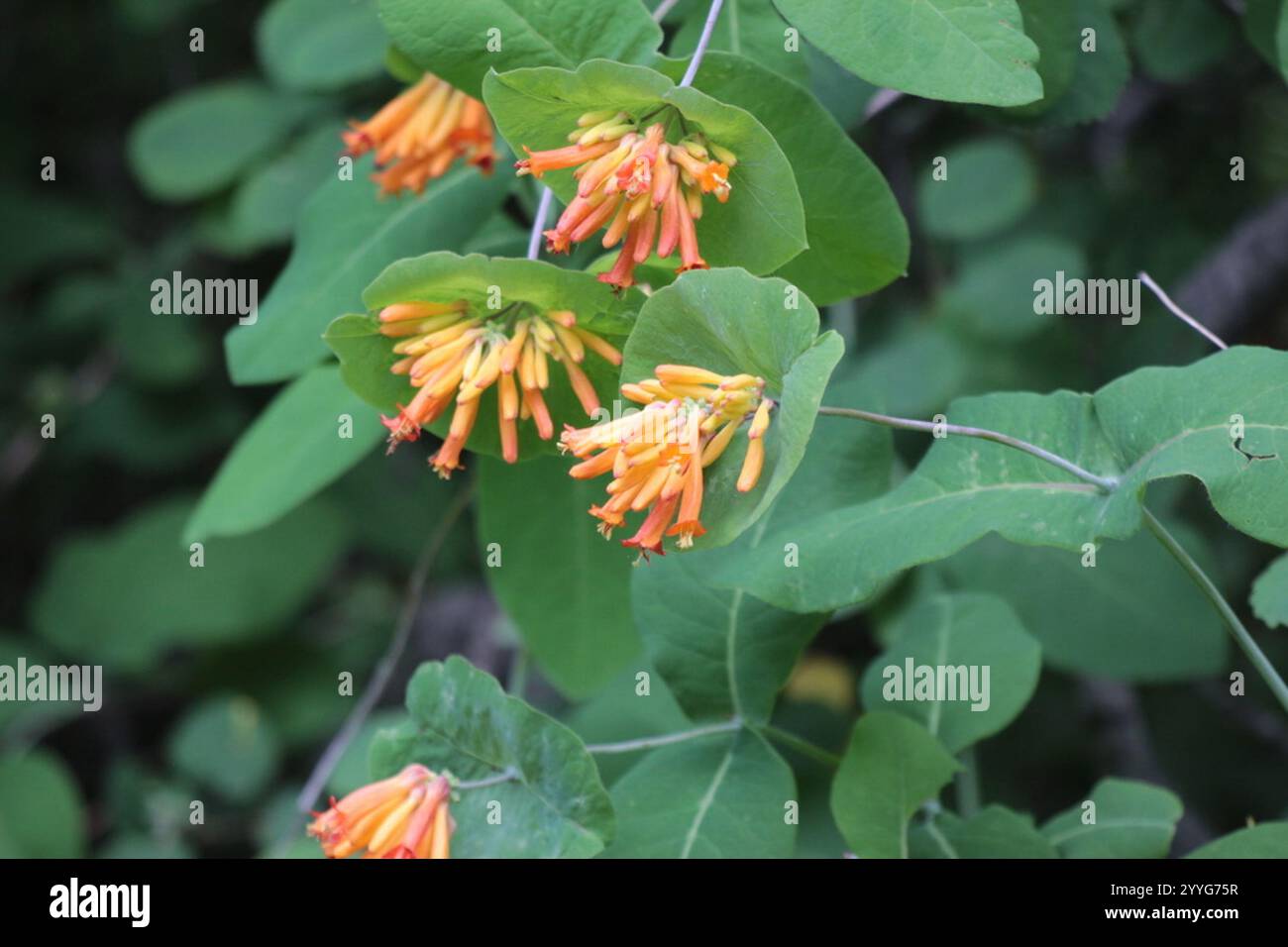 orange honeysuckle (Lonicera ciliosa Stock Photo - Alamy