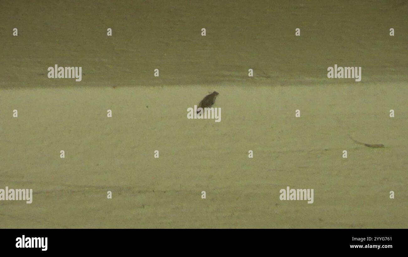 Phereoeca hi-res stock photography and images - Alamy