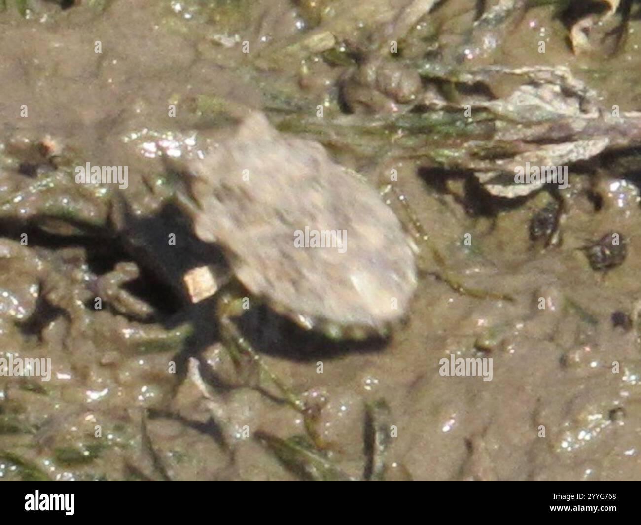 Big-eyed Toad Bug (Gelastocoris oculatus Stock Photo - Alamy
