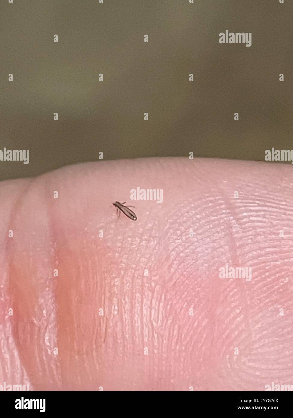 Poultry Wing Louse (Lipeurus caponis Stock Photo - Alamy