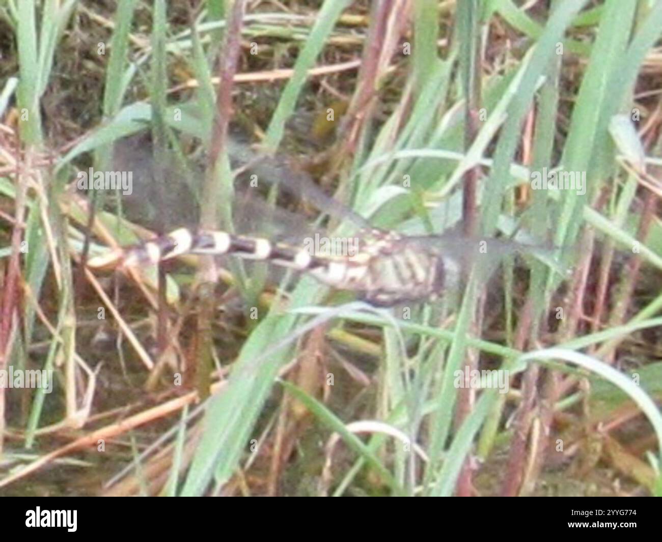 Four-striped Leaftail (Phyllogomphoides stigmatus Stock Photo - Alamy