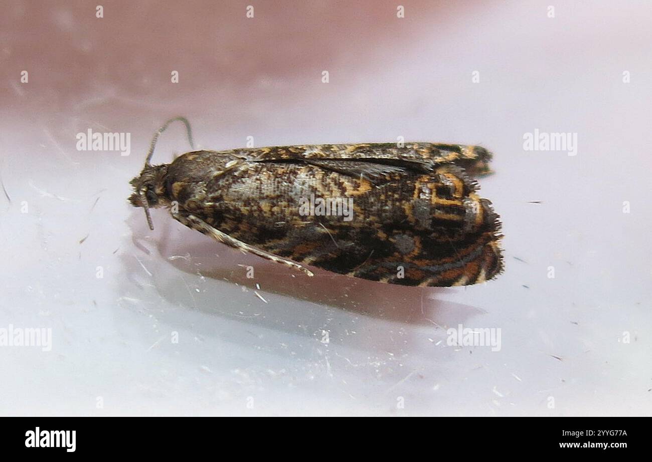 Cherry Bark Tortrix (Enarmonia formosana Stock Photo - Alamy