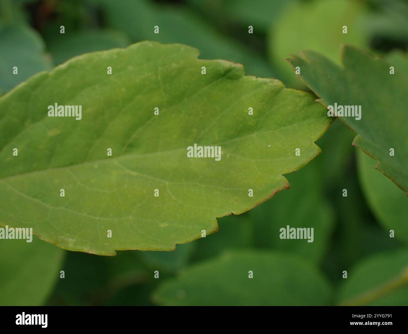Shinyleaf Meadowsweet (Spiraea lucida Stock Photo - Alamy