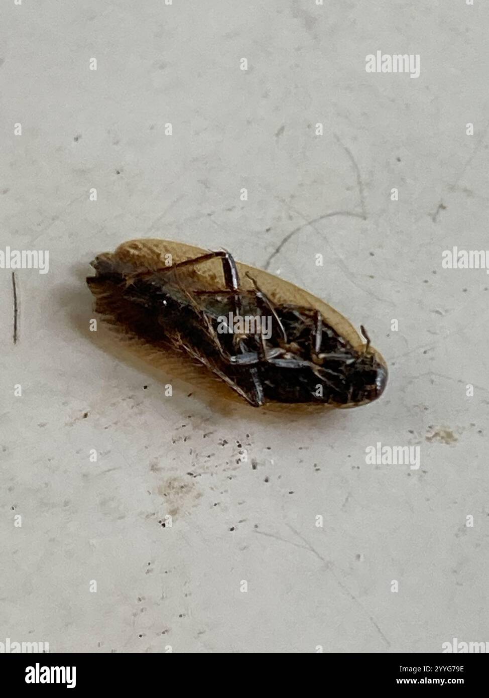 Forest Cockroach (Ectobius sylvestris Stock Photo - Alamy