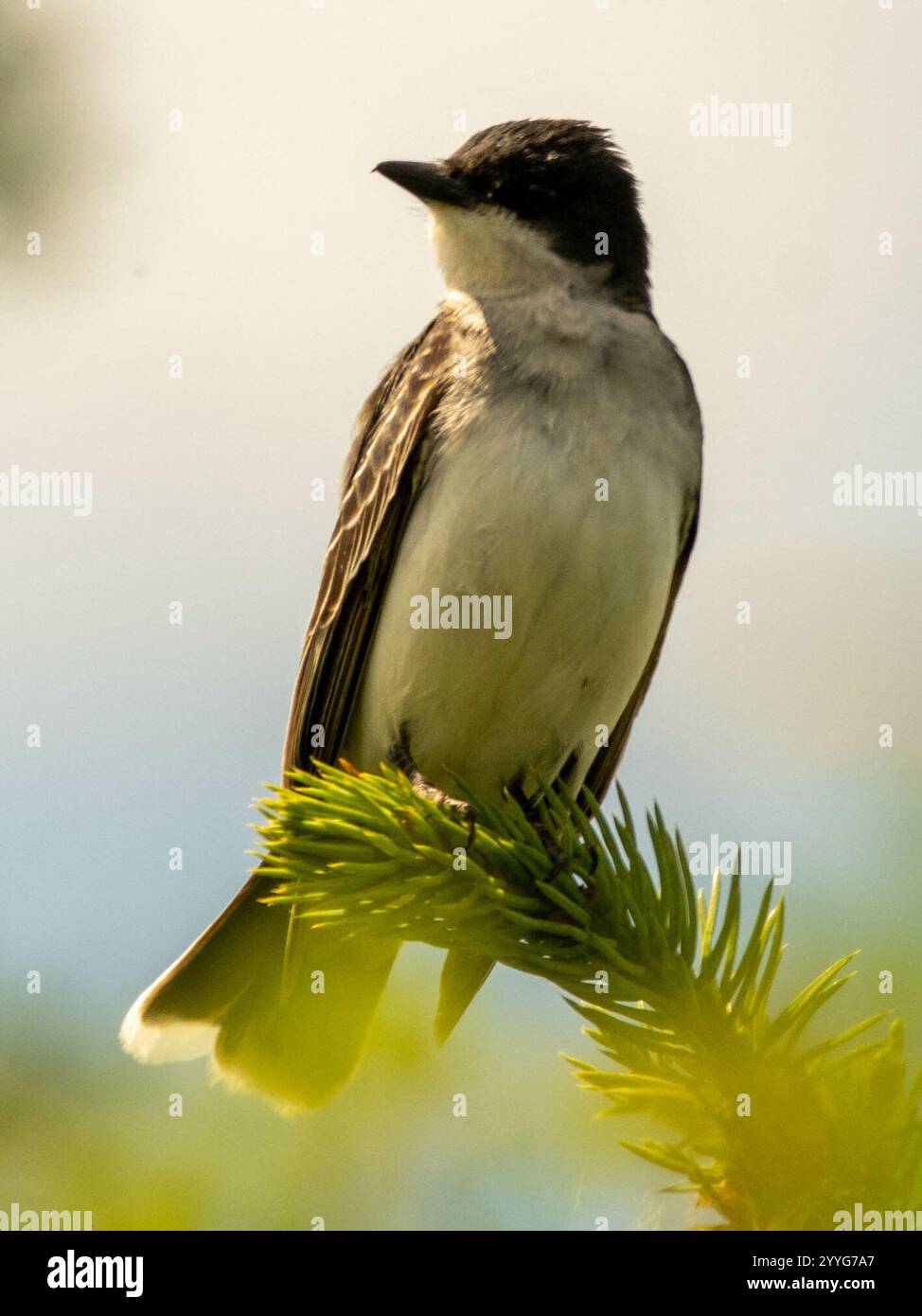 Eastern Kingbird (Tyrannus tyrannus Stock Photo - Alamy