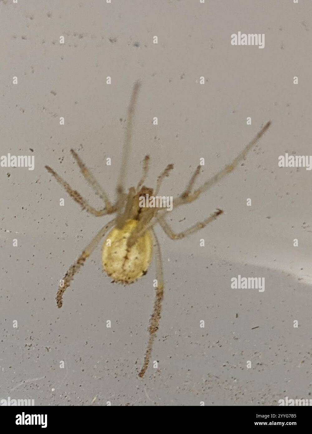 Common candy-striped spider (Enoplognatha ovata Stock Photo - Alamy