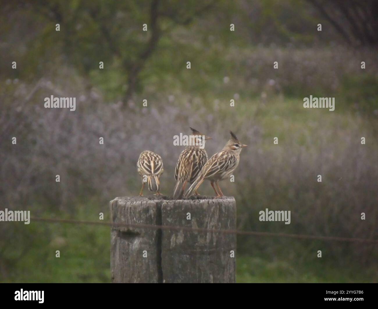 Lark-like Brushrunner (Coryphistera alaudina Stock Photo - Alamy