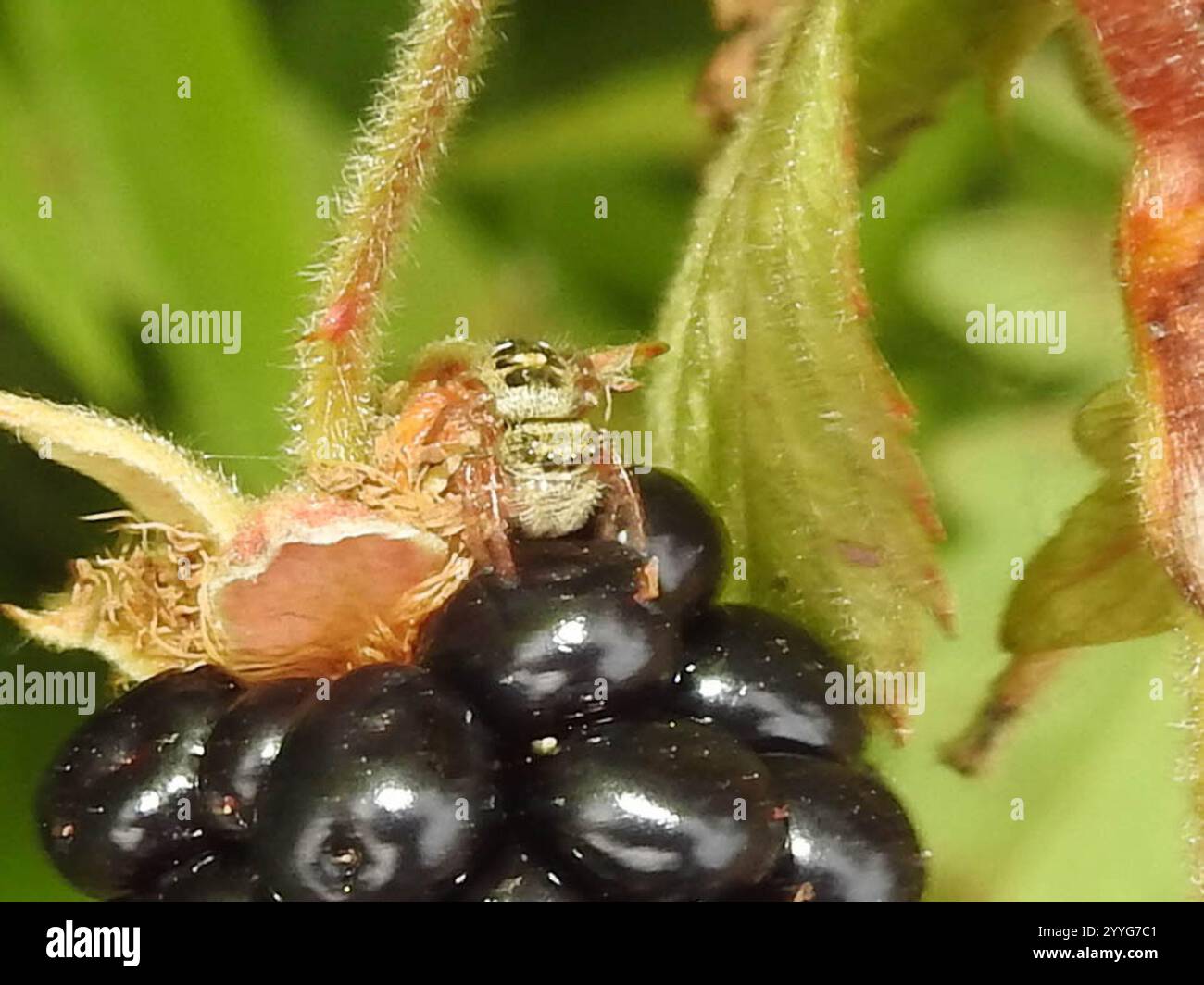 Golden Jumping Spider (Paraphidippus aurantius Stock Photo - Alamy