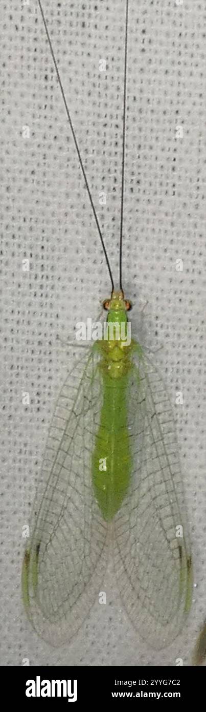 Leucochrysa hi-res stock photography and images - Alamy