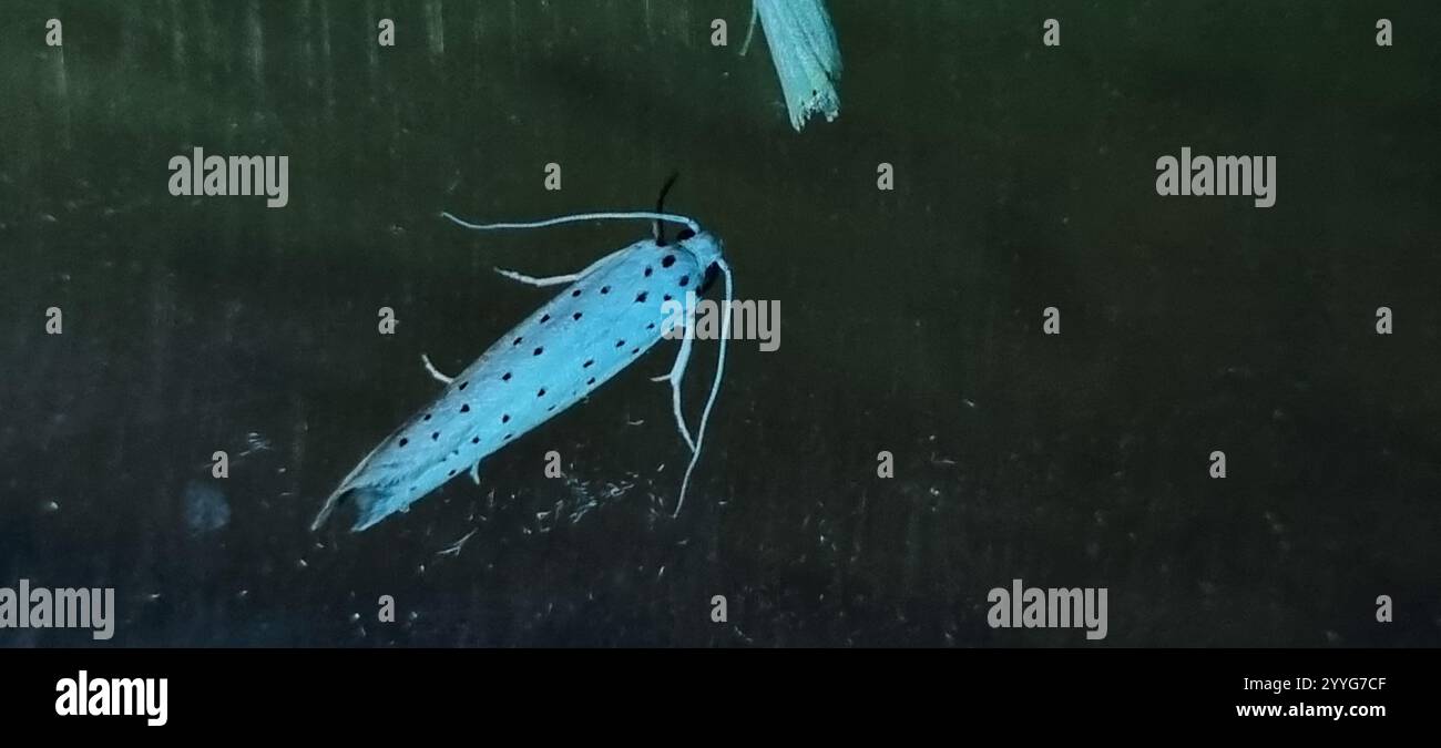 Small Ermine Moths (Yponomeuta Stock Photo - Alamy