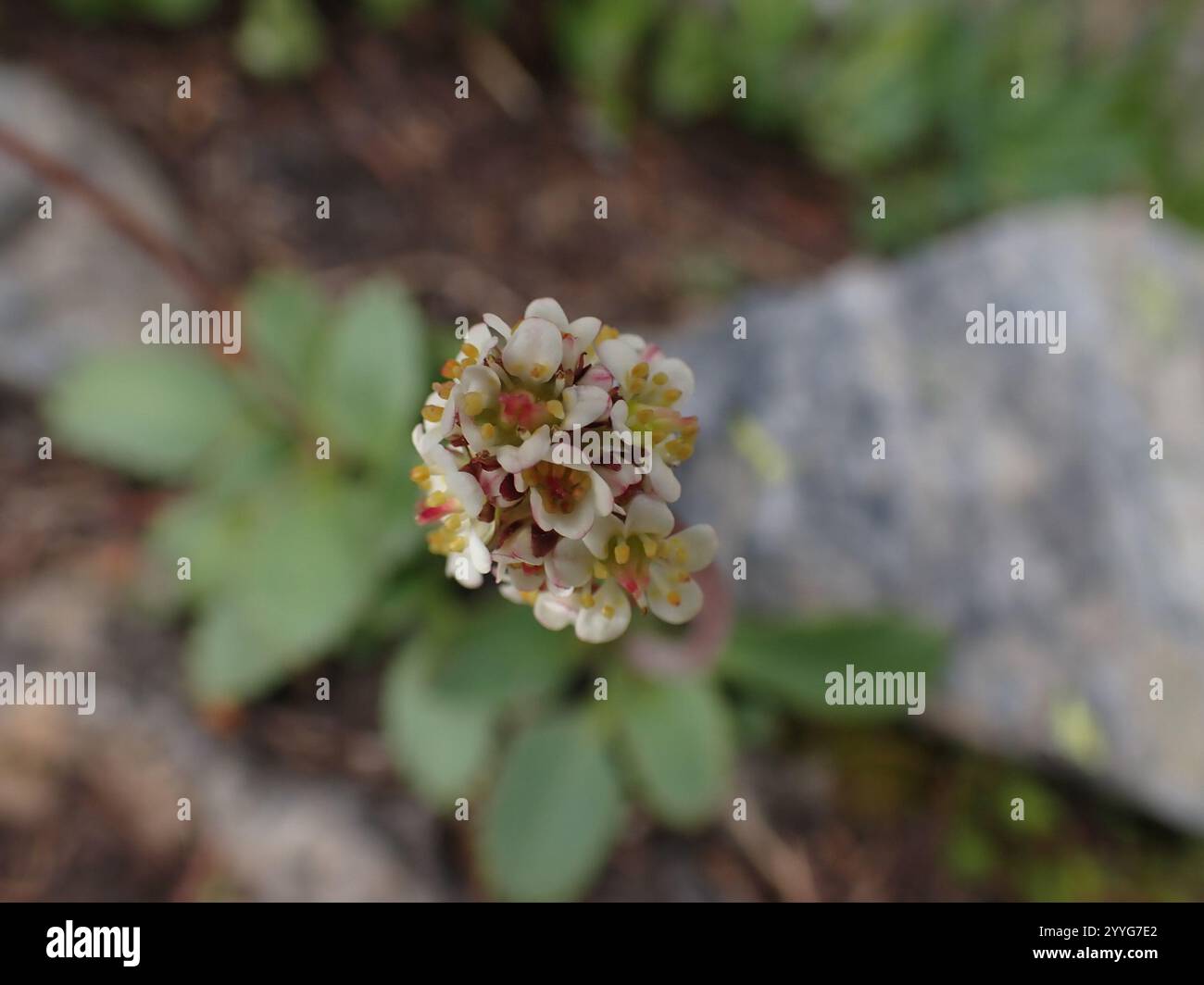 Western Saxifrage (Micranthes occidentalis Stock Photo - Alamy