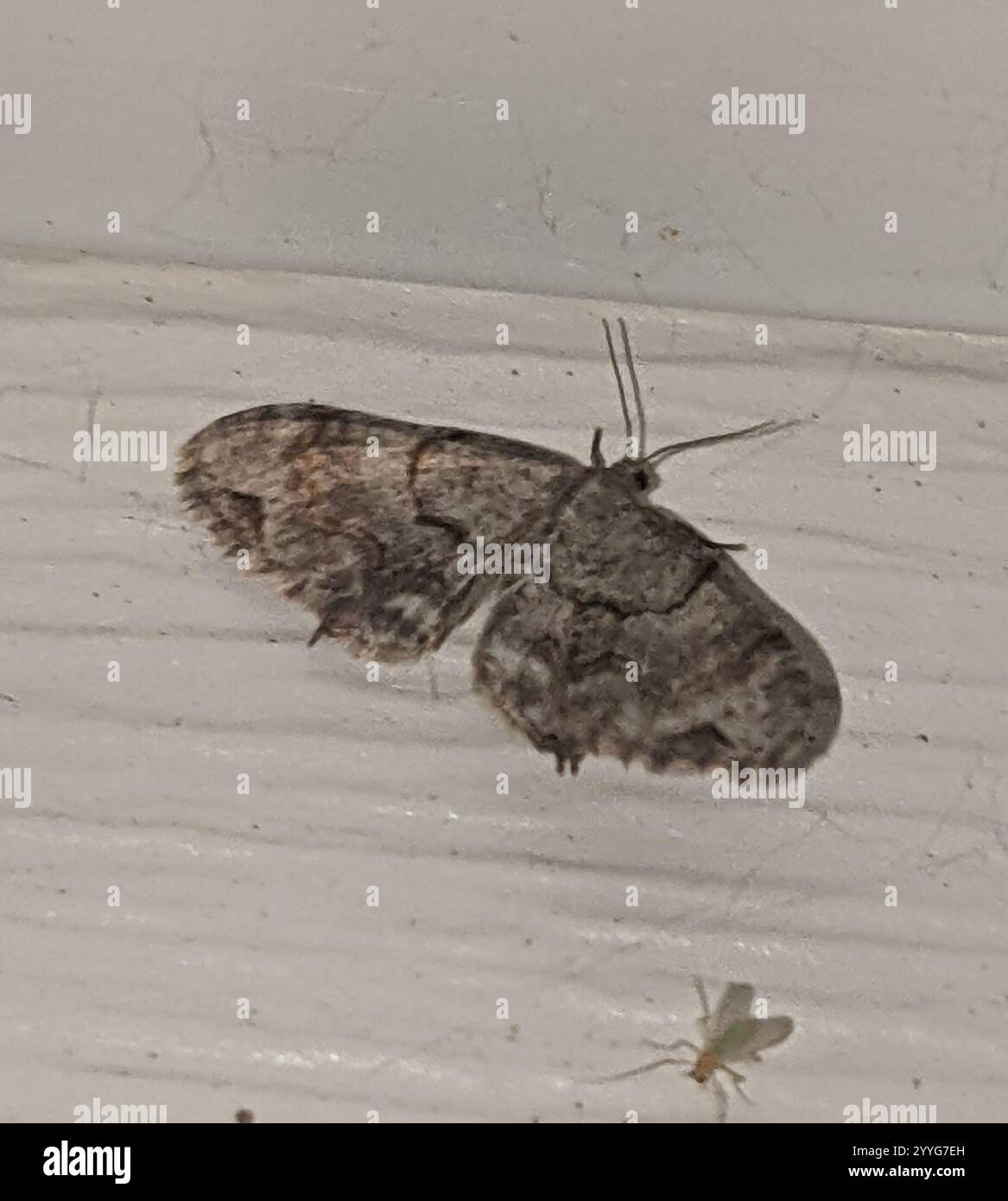 Callizzia amorata hi-res stock photography and images - Alamy