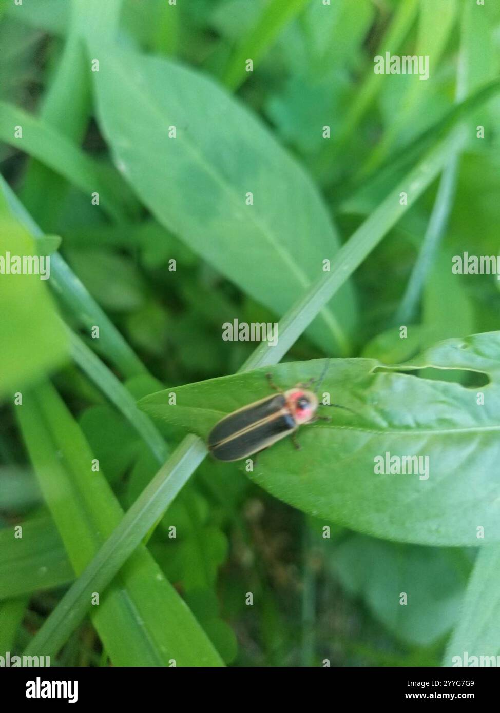 Common Eastern Firefly (Photinus pyralis Stock Photo - Alamy
