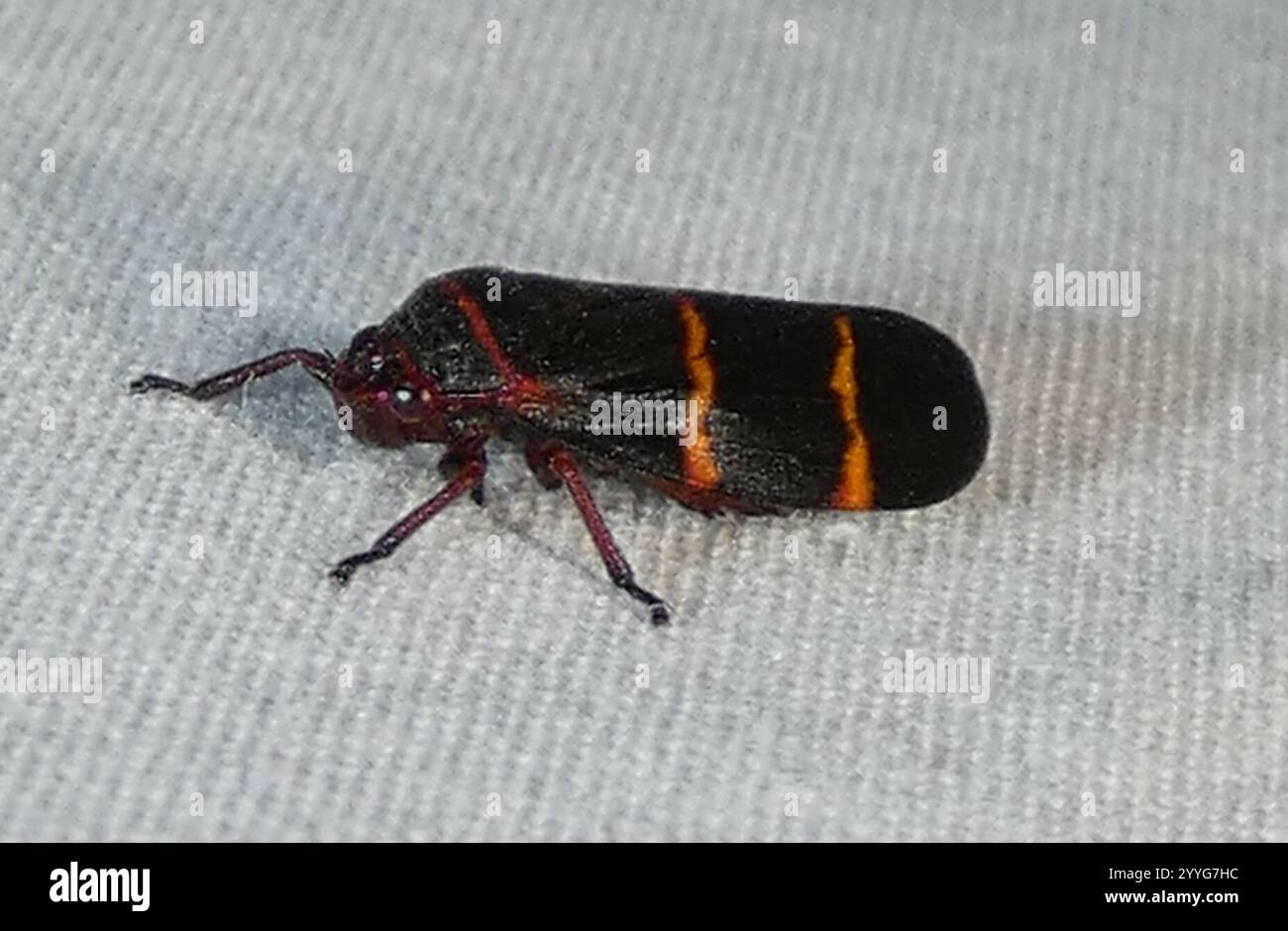 Two-lined Spittlebug (Prosapia bicincta Stock Photo - Alamy